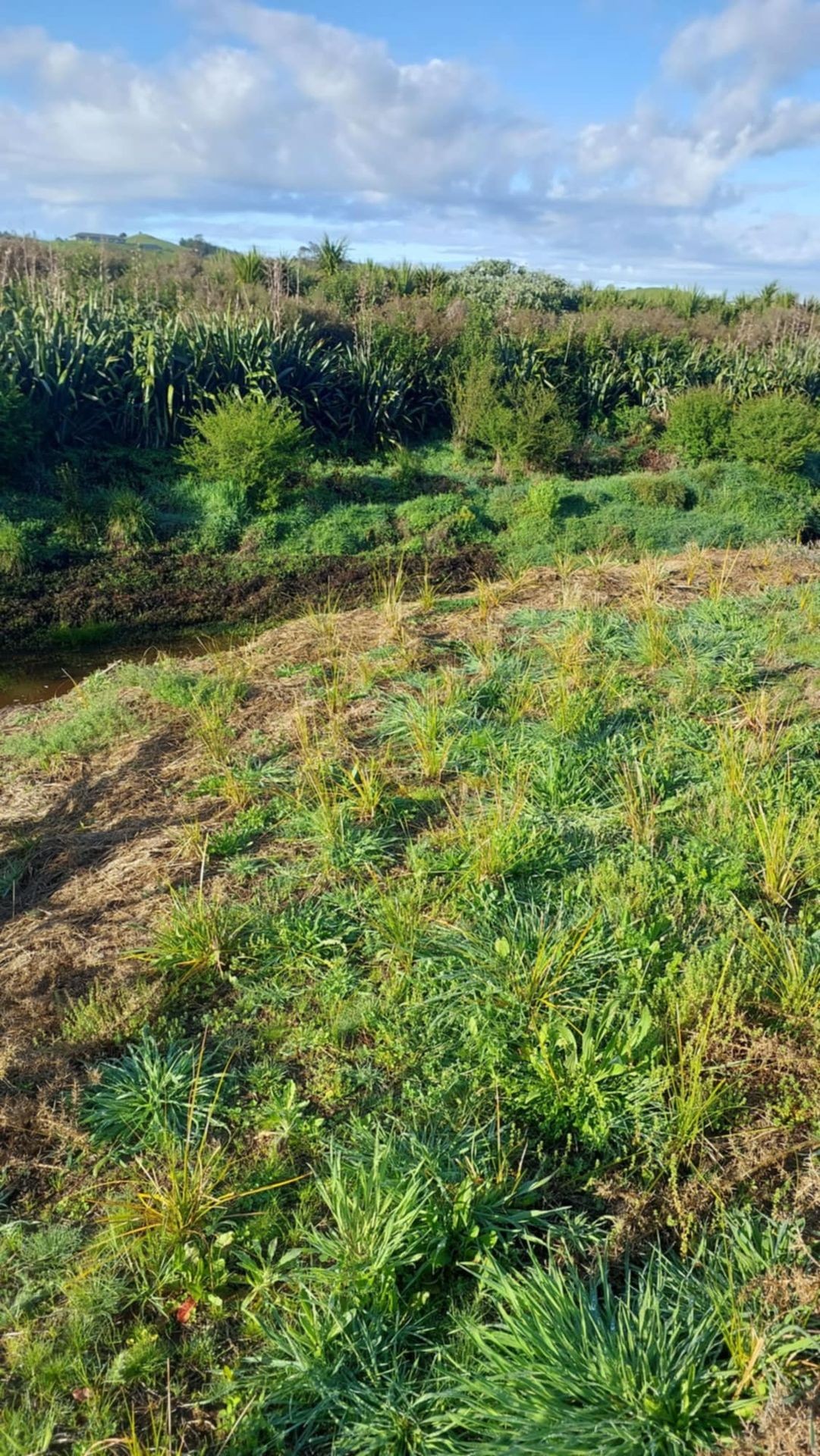 Eco-Friendly Landscaping and Planting Services in Northland