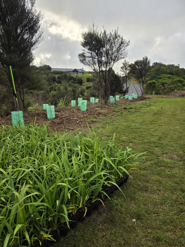 Native Planting & Ecological Restoration | Manawa Landcare NZ
